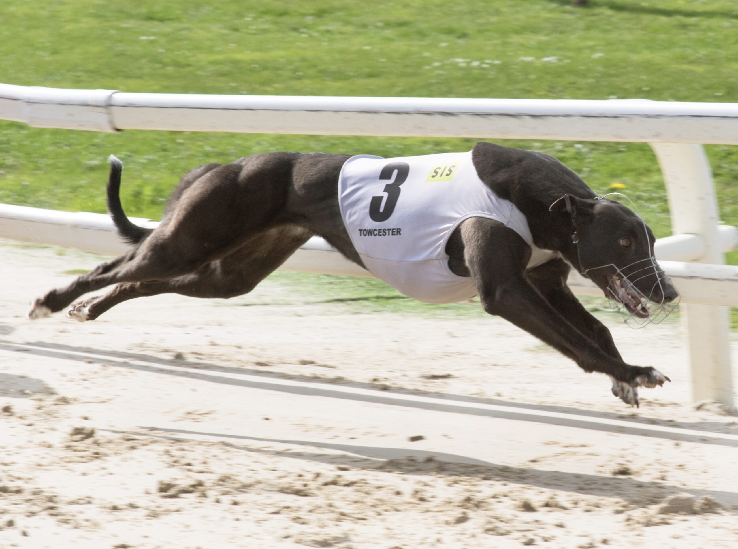 BRITISH PERFORMANCE OF THE WEEK - Greyhound Star | News from the ...