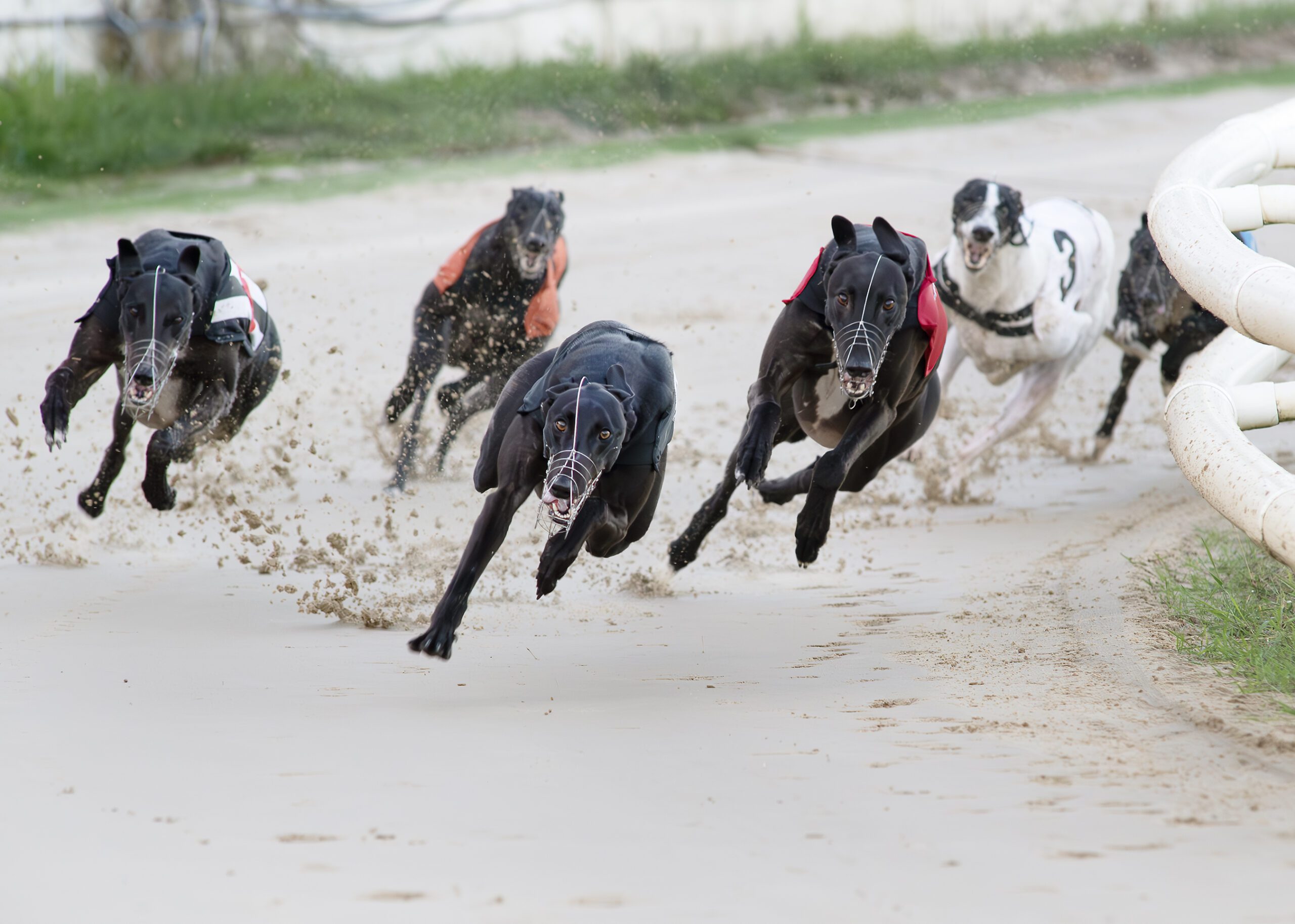 BRITISH PERFORMANCE OF THE WEEK - Greyhound Star | News from the ...