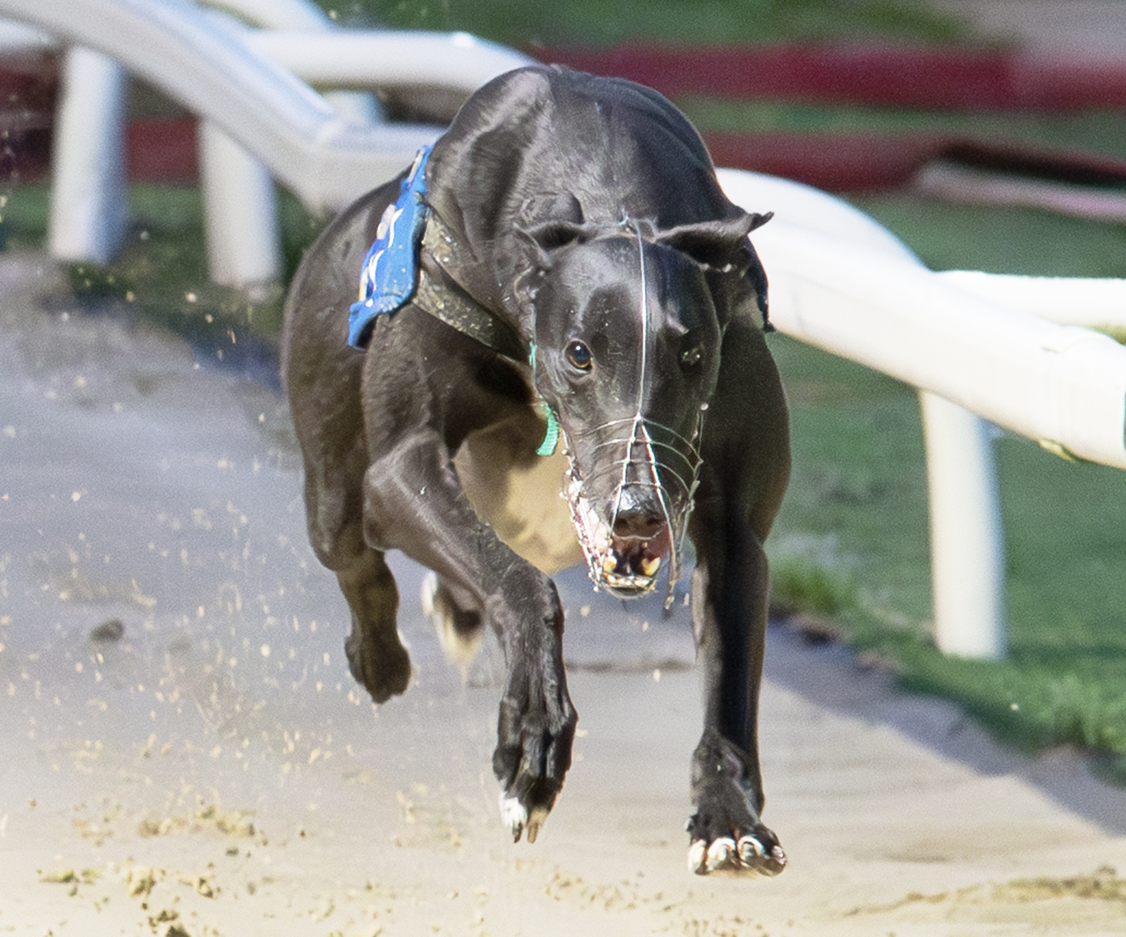 THURSDAY ROUND UP - Greyhound Star | News from the Greyhound Industry
