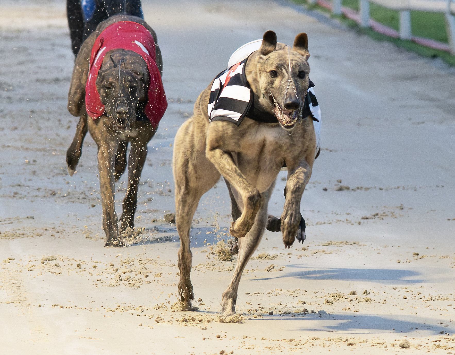 SUNDAY ROUND UP - Greyhound Star | News from the Greyhound Industry