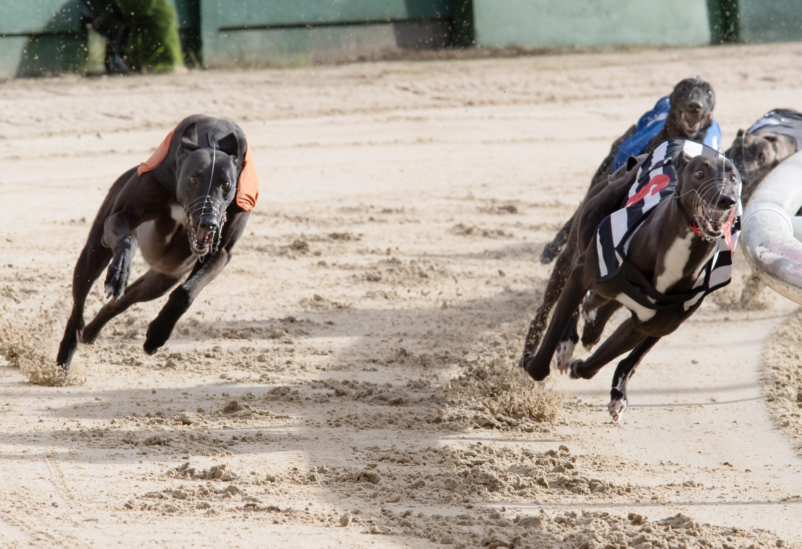 BRITISH PERFORMANCE OF THE WEEK - Greyhound Star | News from the ...