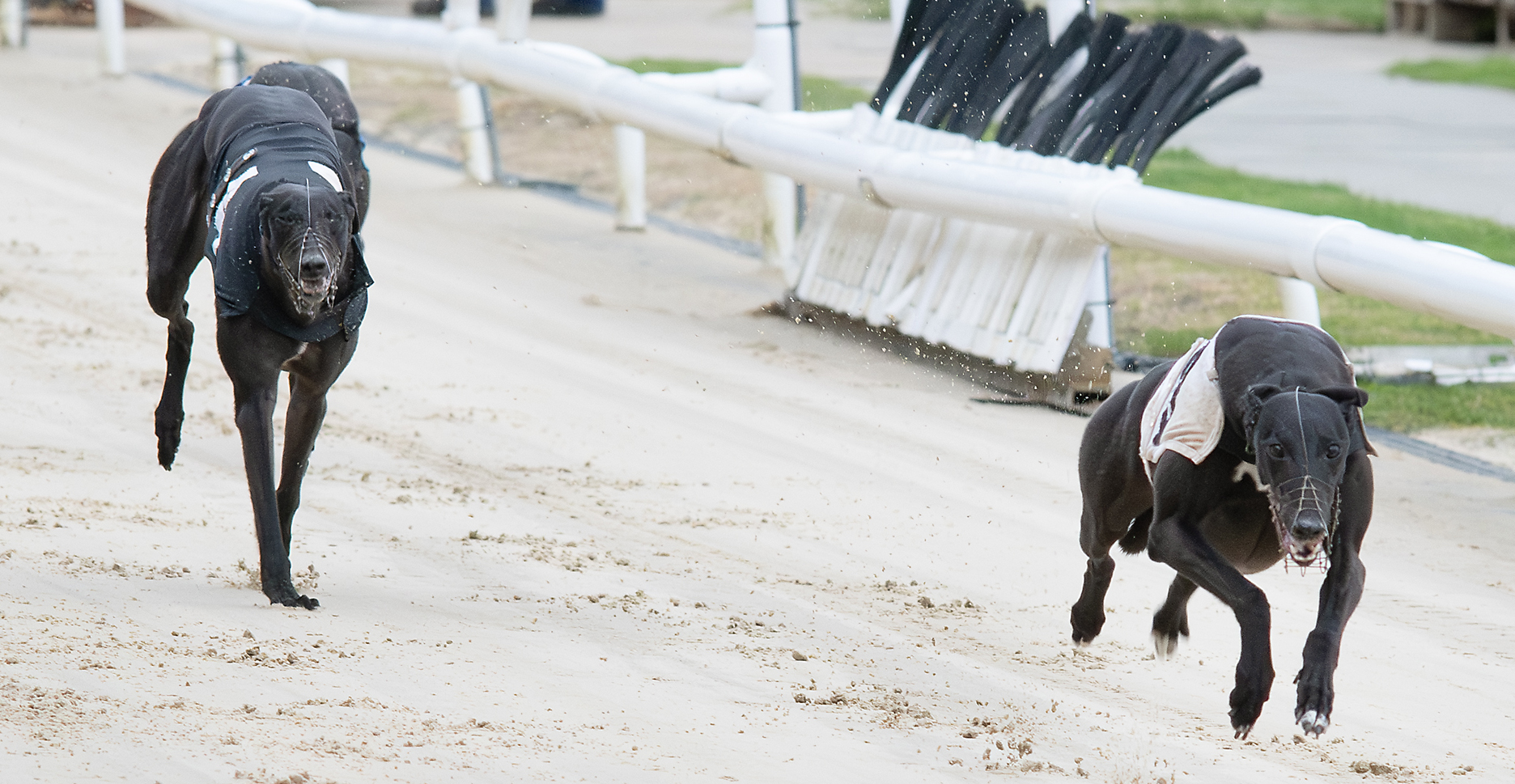 SUNDAY ROUND UP - Greyhound Star | News from the Greyhound Industry
