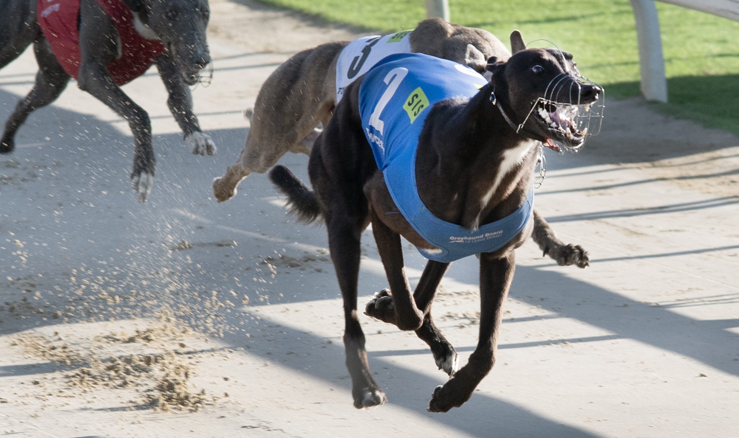 FRIDAY ROUND UP - Greyhound Star | News from the Greyhound Industry