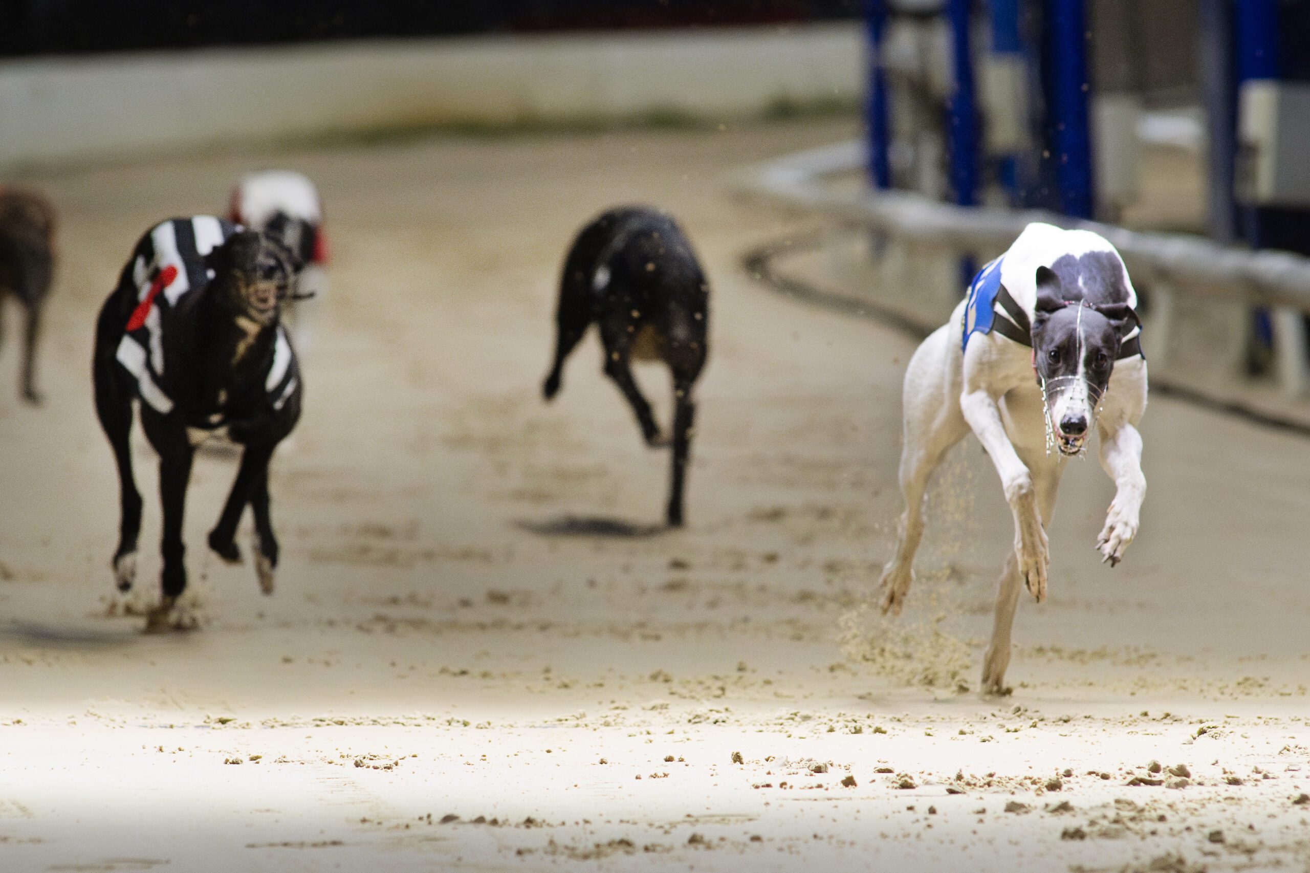 WEDNESDAY ROUND UP - Greyhound Star | News from the Greyhound Industry