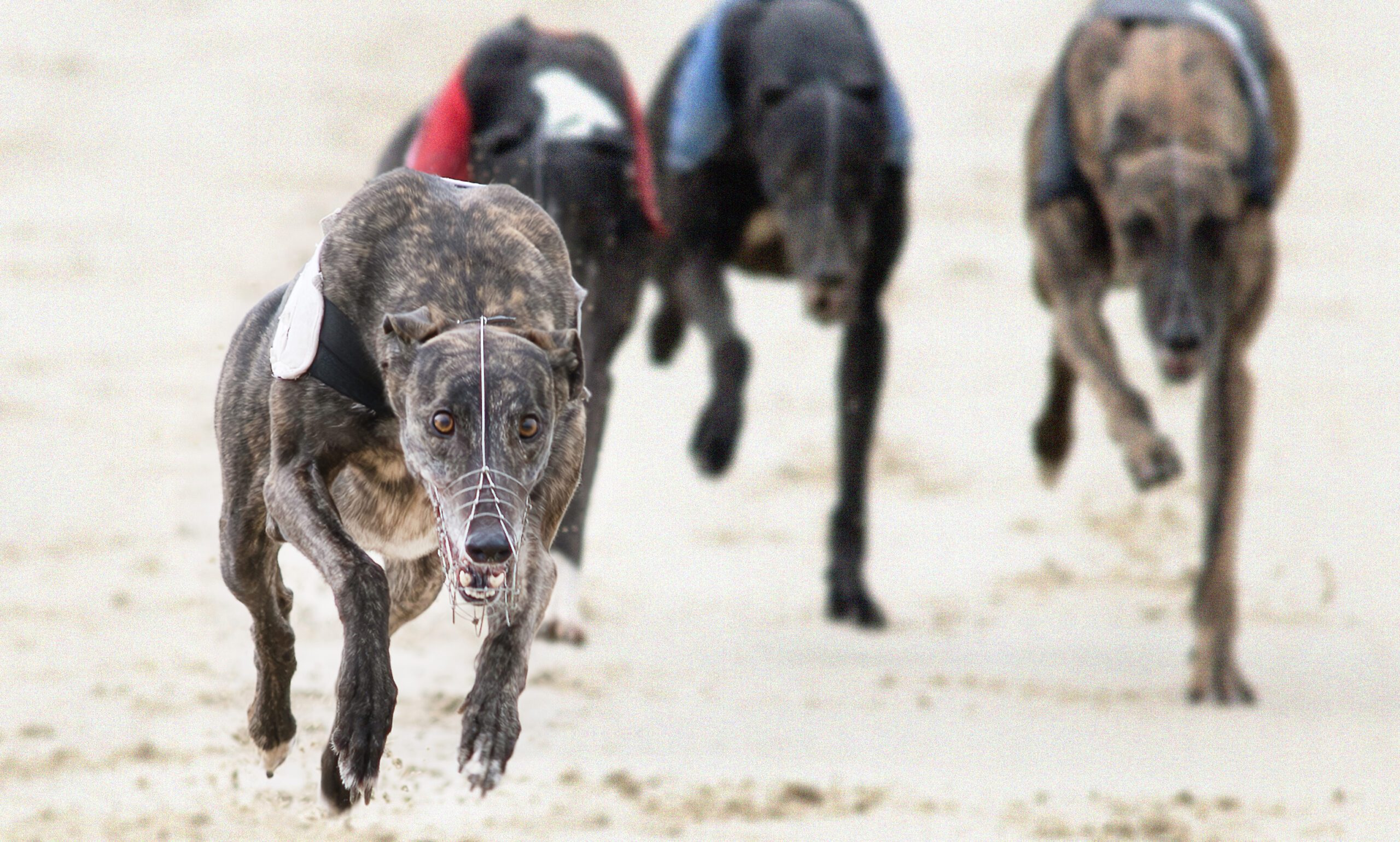 SUNDAY ROUND UP - Greyhound Star | News from the Greyhound Industry