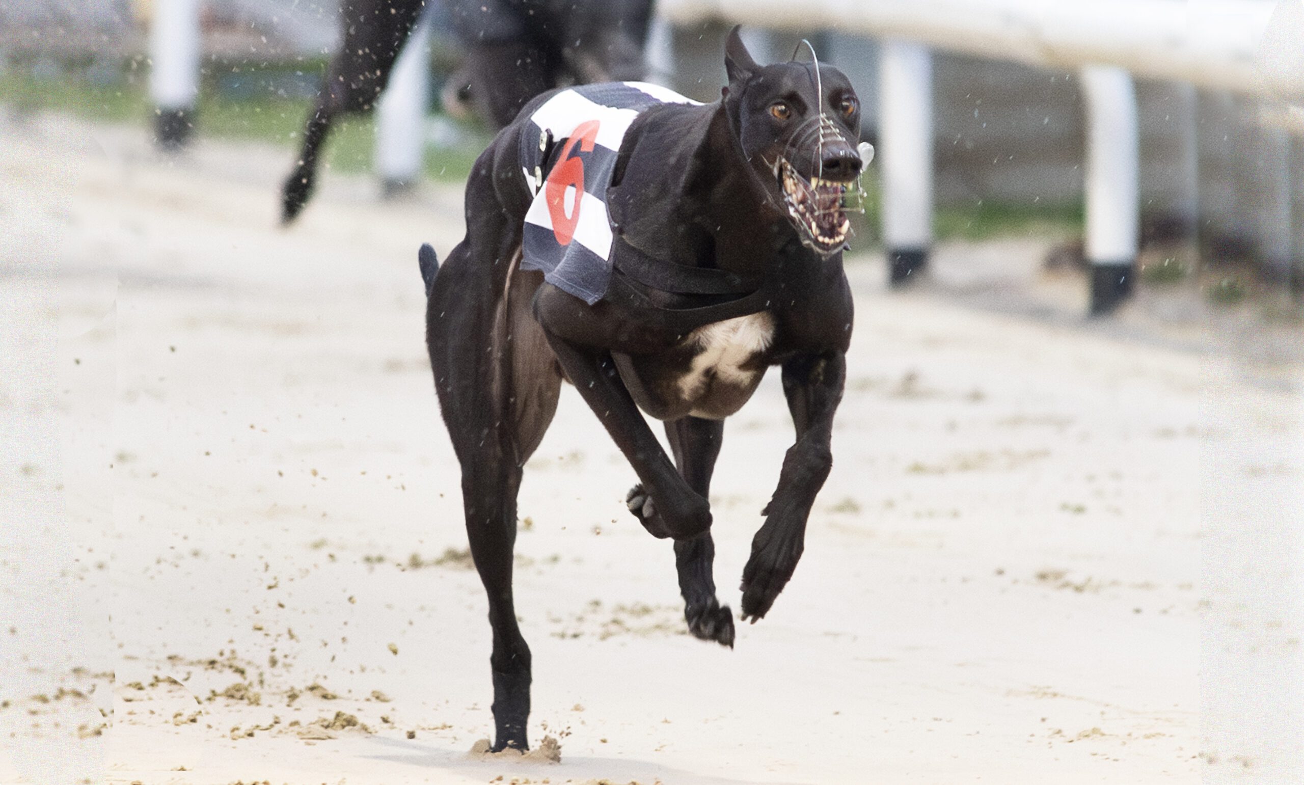 BRITISH PERFORMANCE OF THE WEEK - Greyhound Star | News from the ...