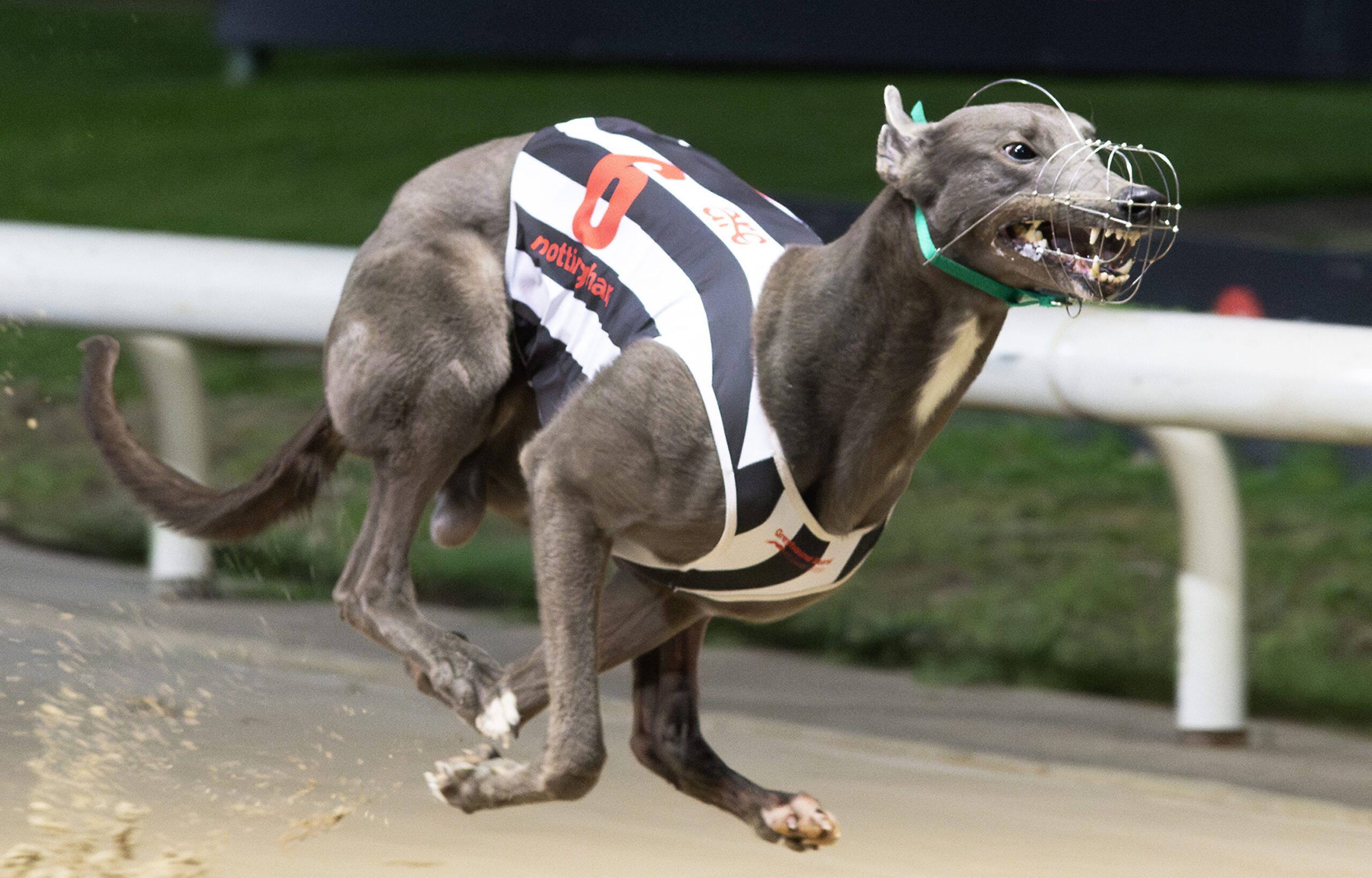 FASTEST OF YEAR - MARCH 31 - Greyhound Star | News from the Greyhound ...