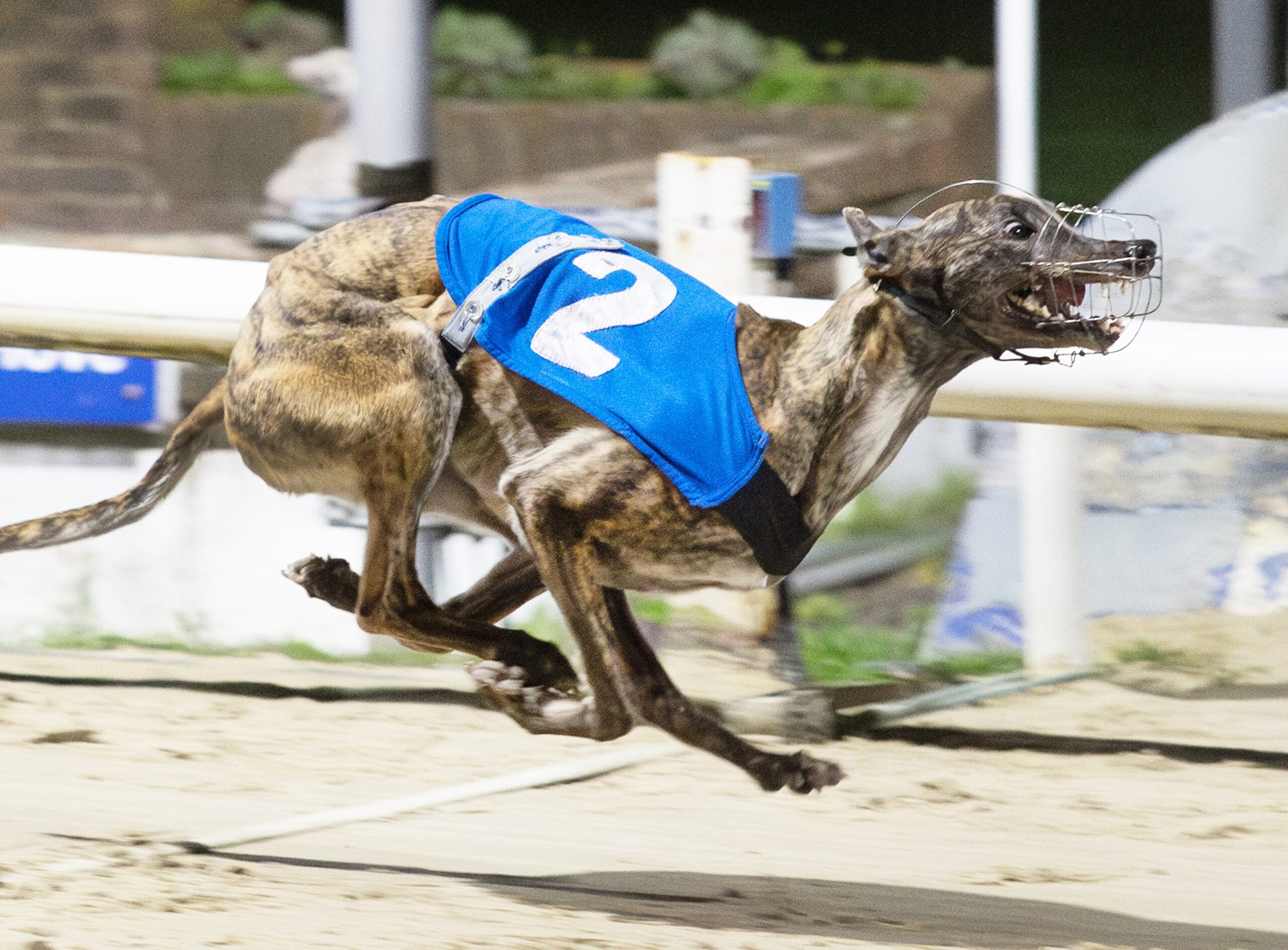 SATURDAY ROUND UP - Greyhound Star | News from the Greyhound Industry