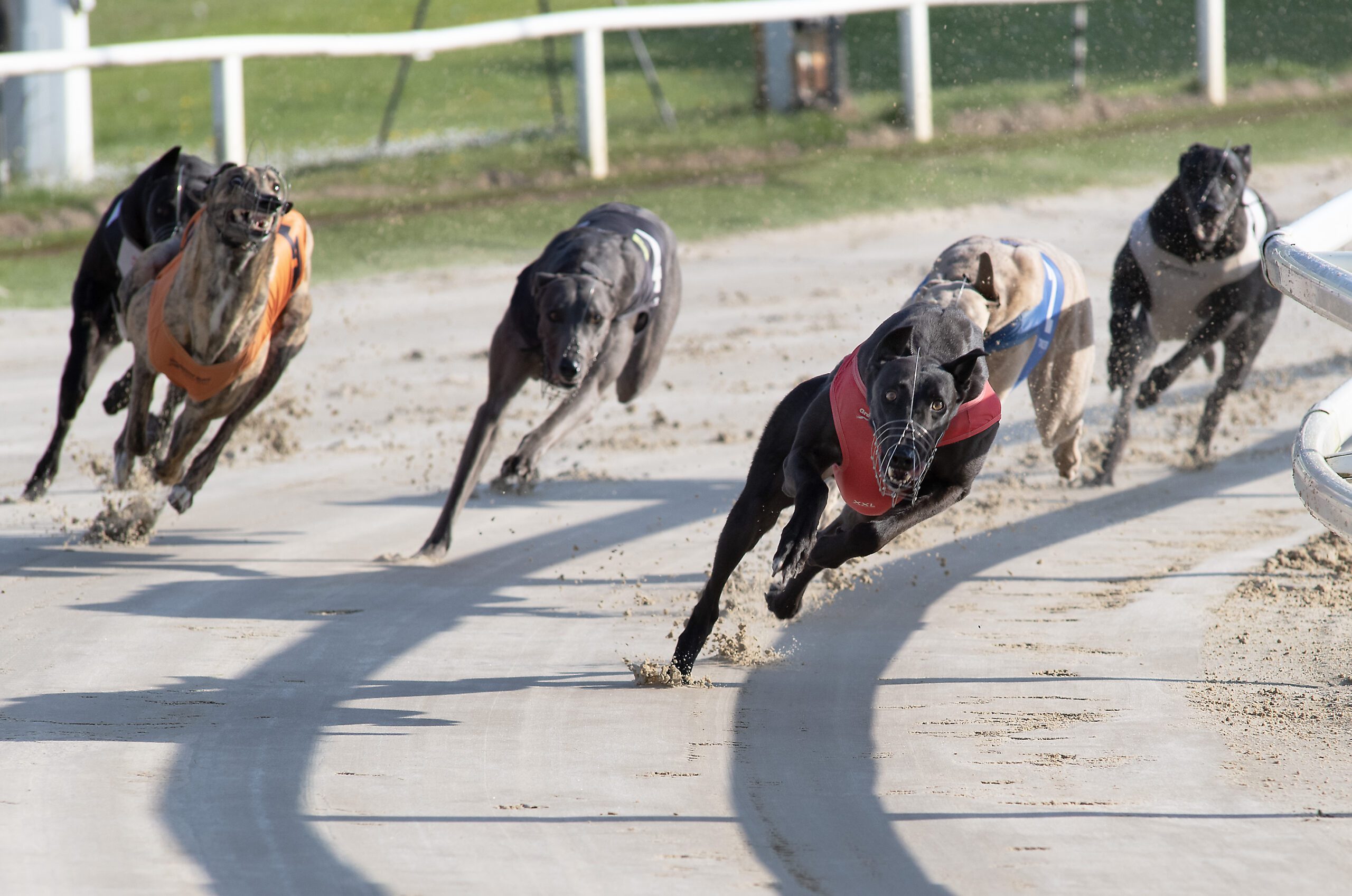 TUESDAY ROUND UP - Greyhound Star | News from the Greyhound Industry