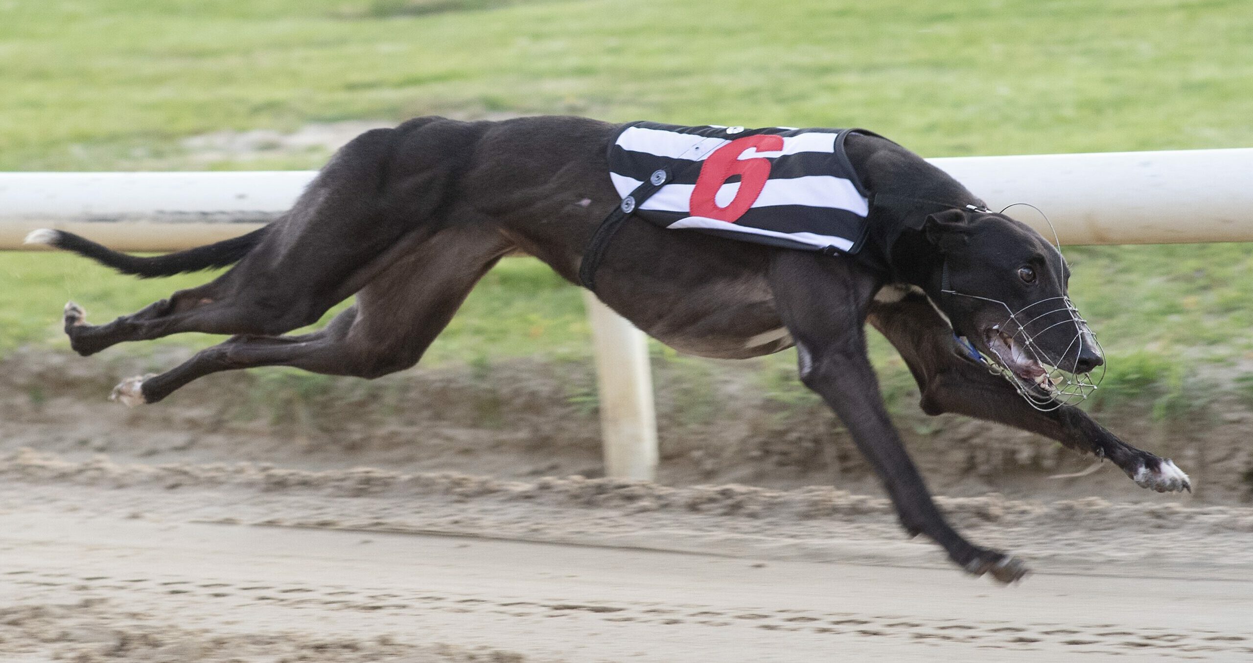 BRITISH PERFORMANCE OF THE WEEK - Greyhound Star | News from the ...