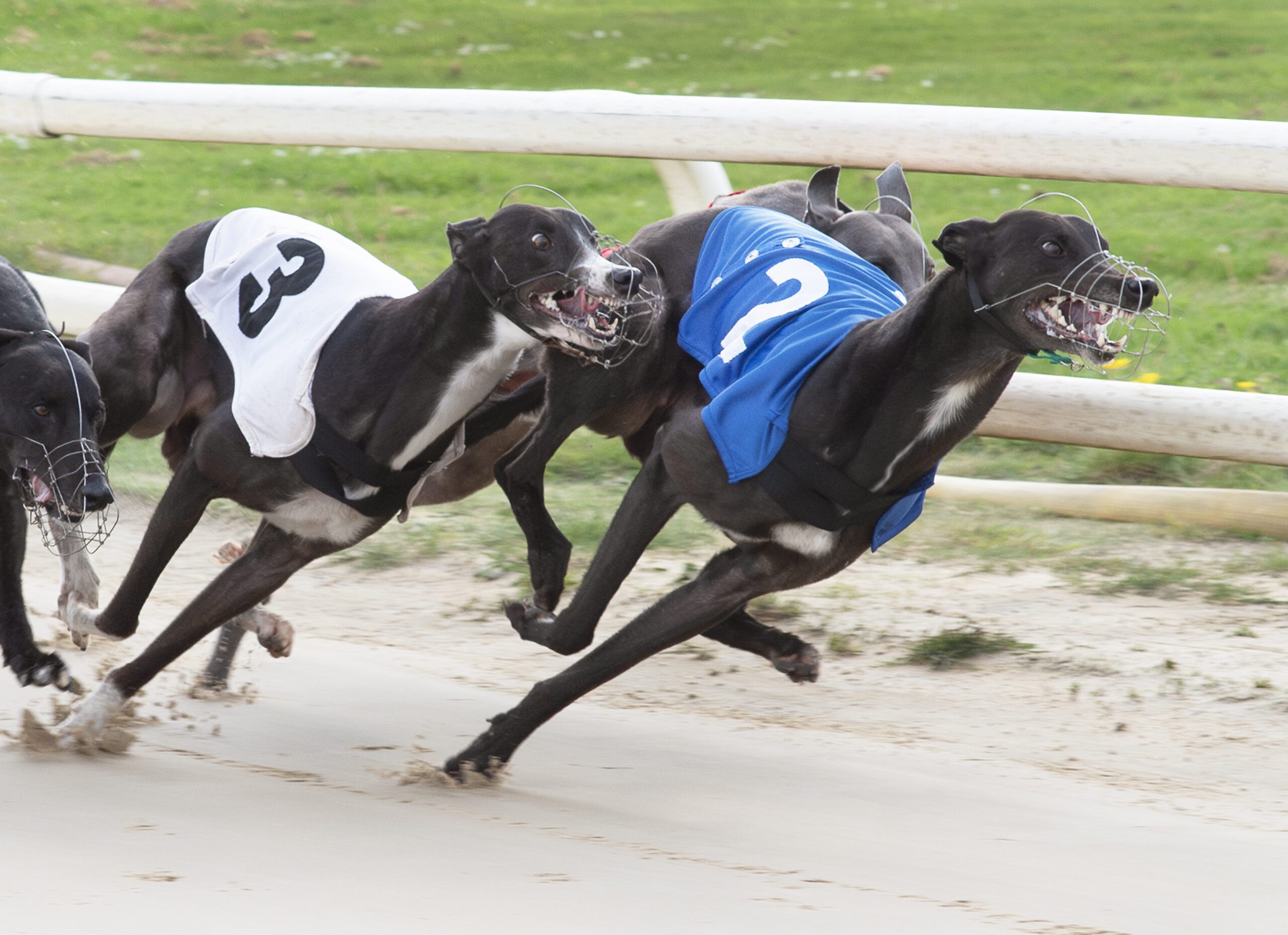 TUESDAY ROUND UP - Greyhound Star | News from the Greyhound Industry