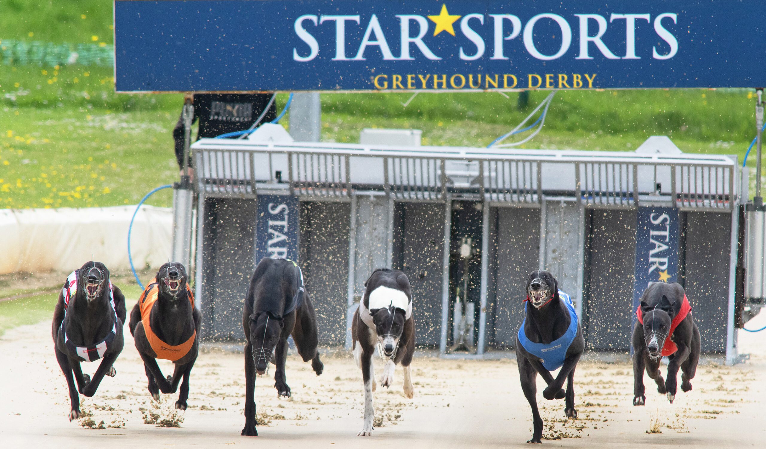 DERBY SEMI FINAL REVIEW - Greyhound Star | News from the Greyhound Industry