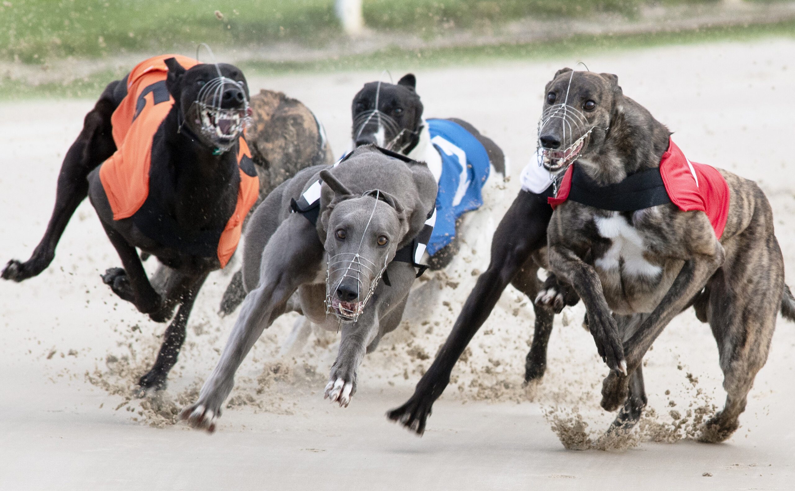 BRITISH PERFORMANCE OF THE WEEK - Greyhound Star | News from the ...