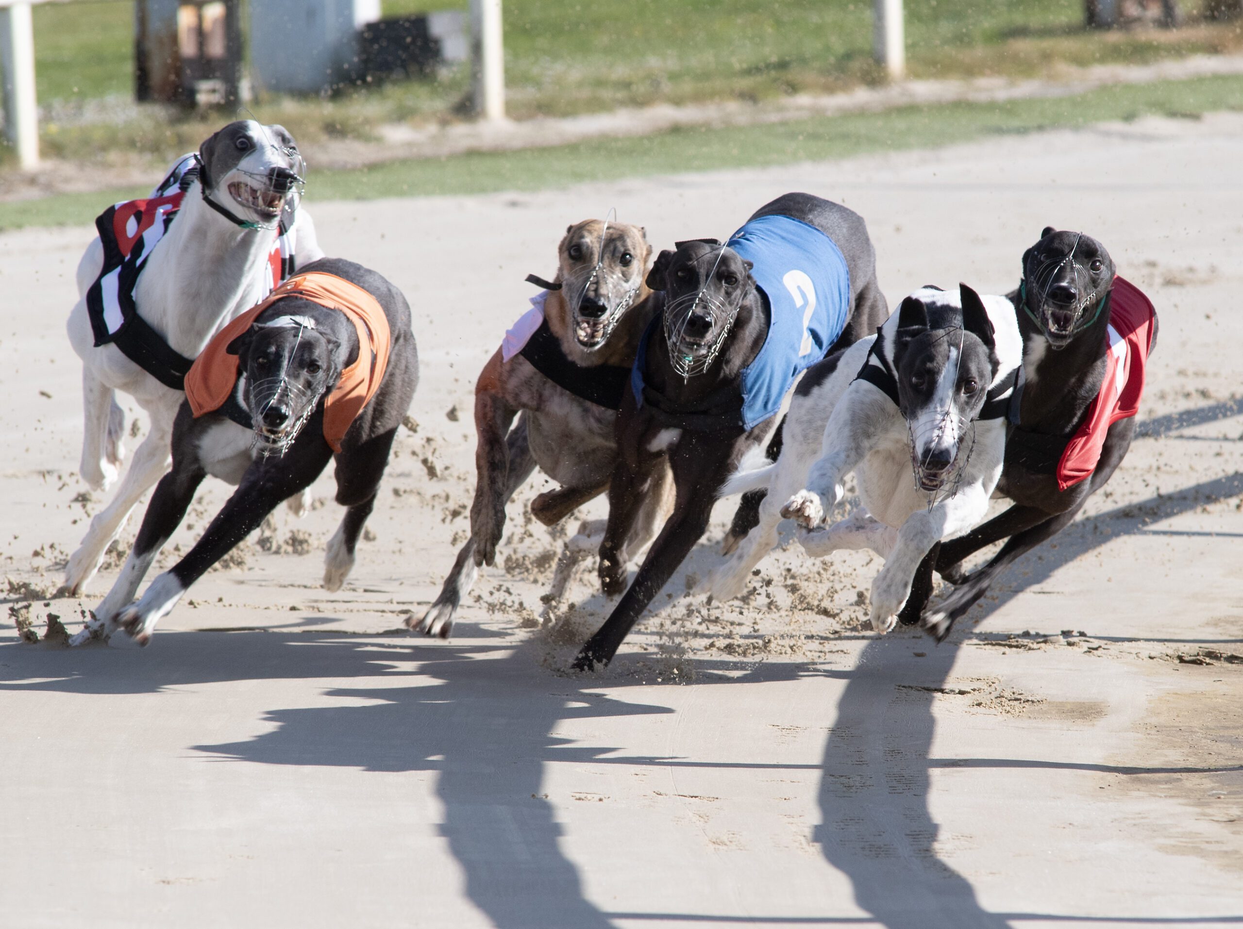 SUNDAY ROUND UP - Greyhound Star | News from the Greyhound Industry