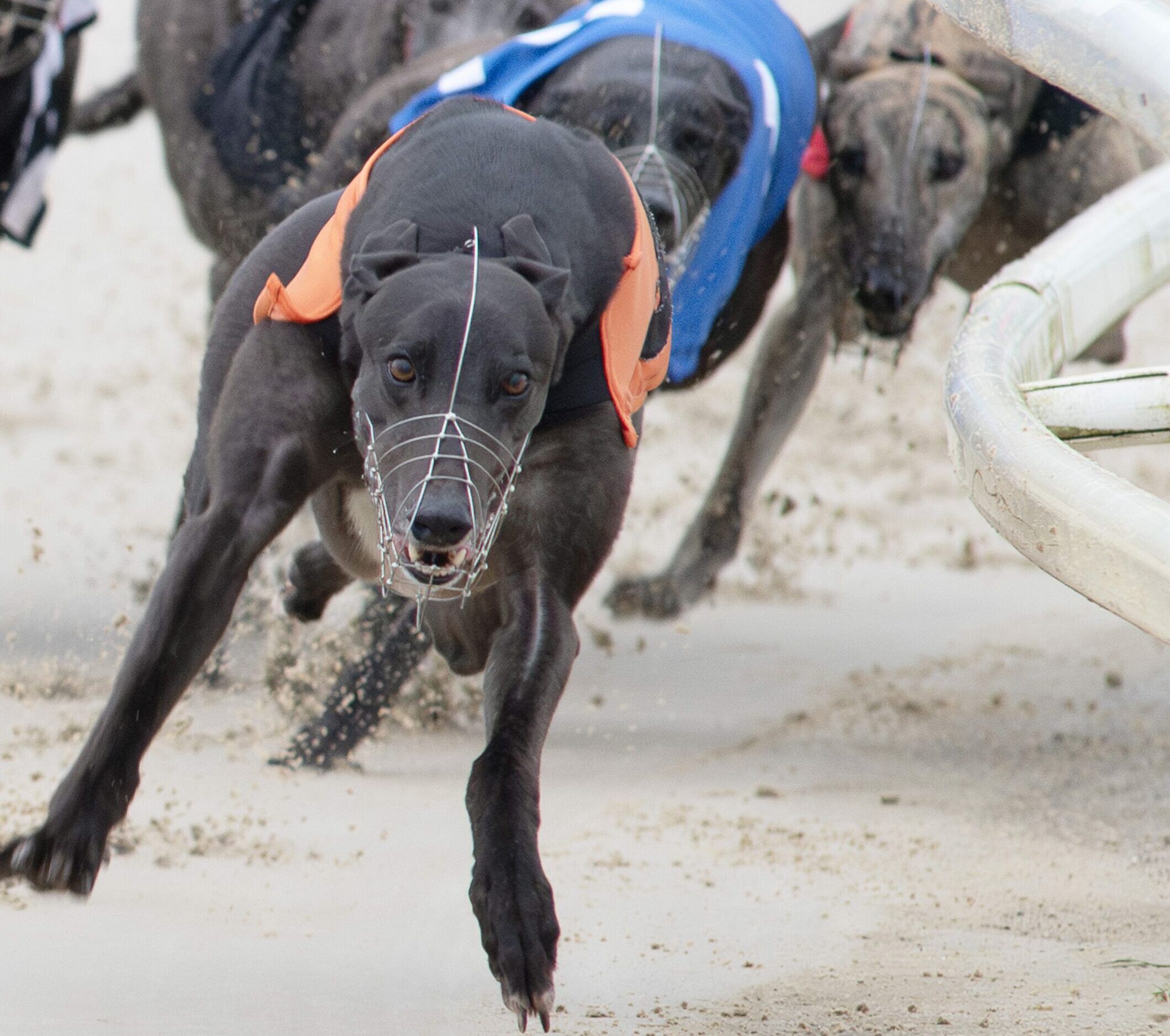 THURSDAY ROUND UP - Greyhound Star | News from the Greyhound Industry