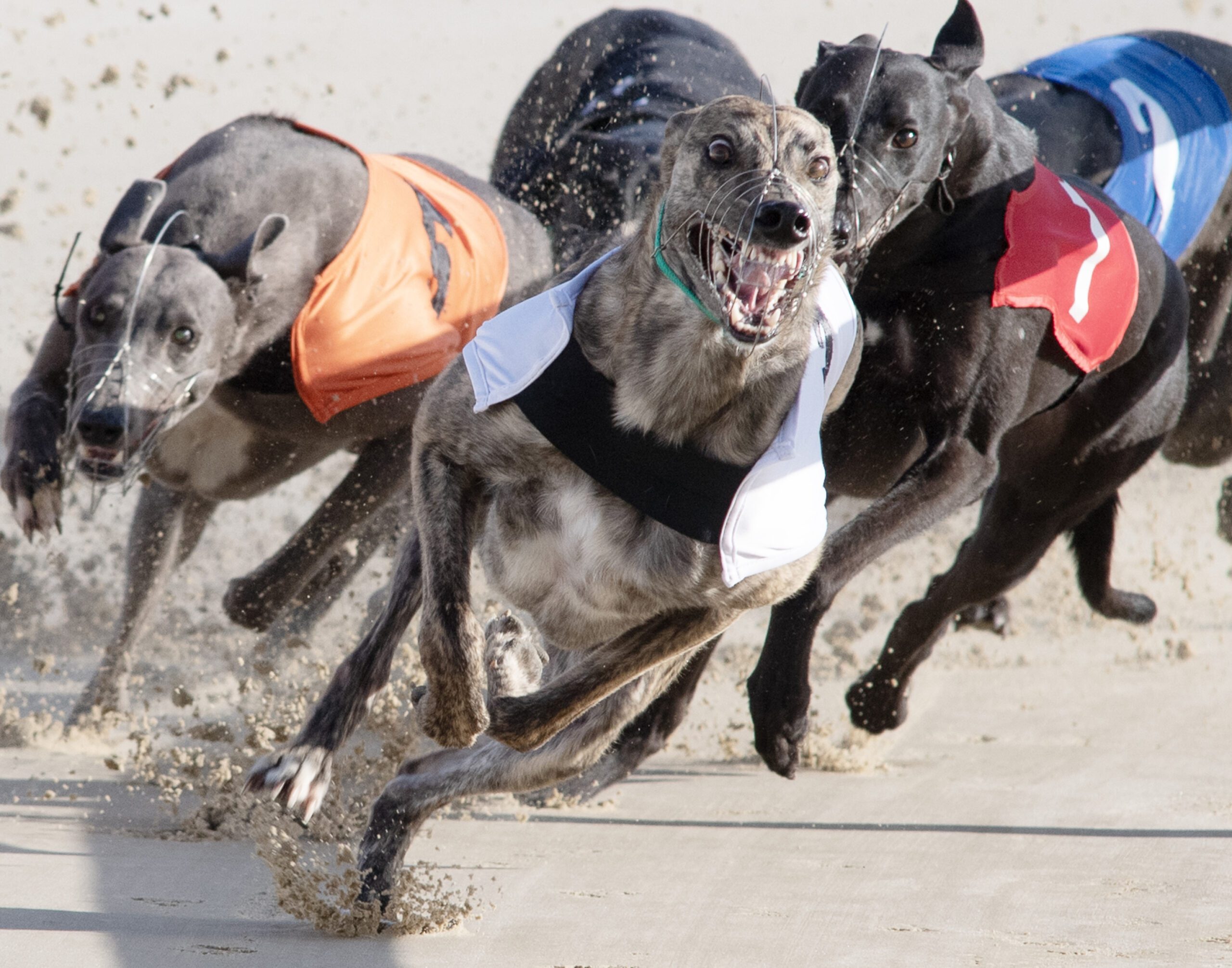 THURSDAY ROUND UP - Greyhound Star | News from the Greyhound Industry