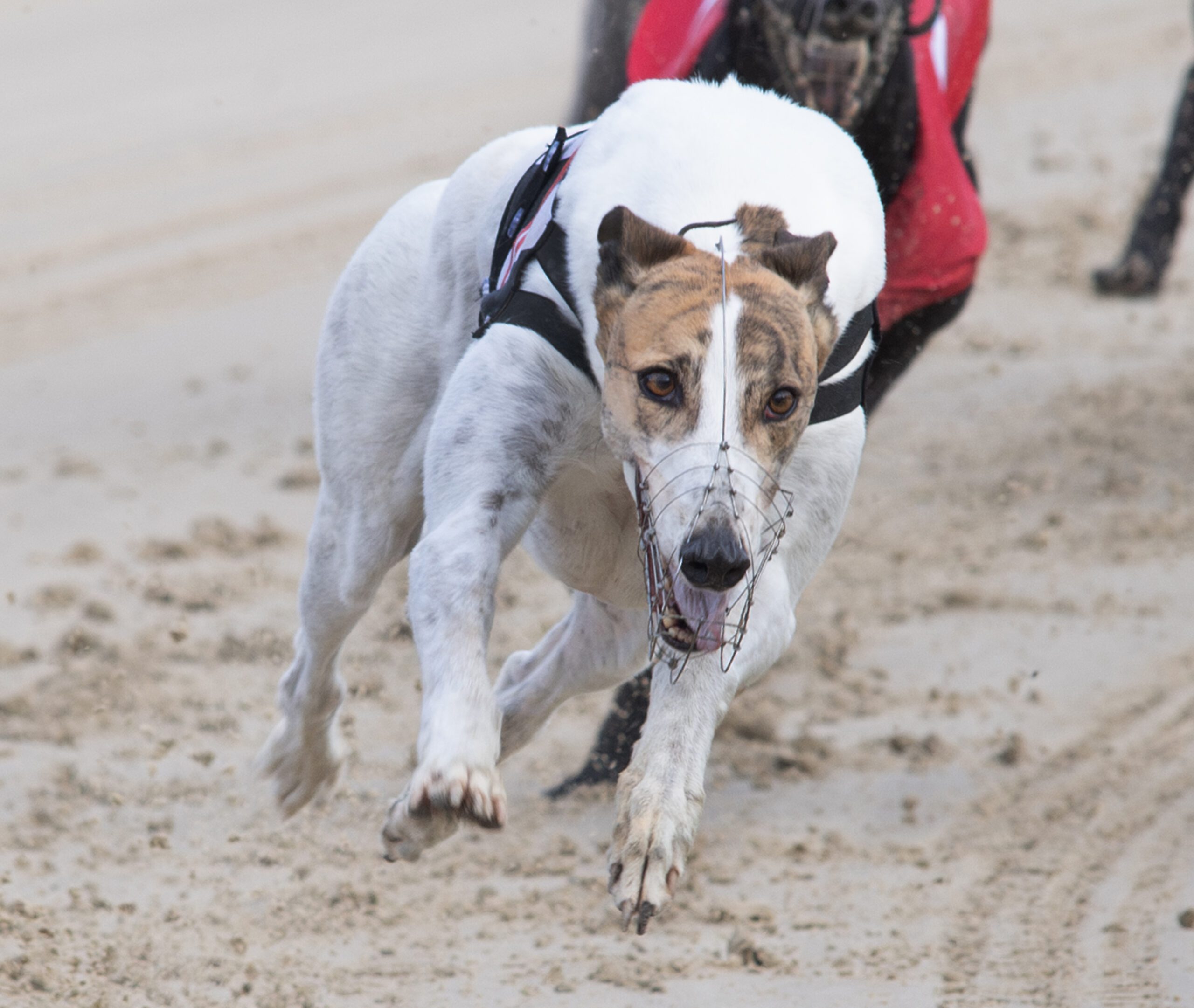 Sunday Round Up - Greyhound Star | News from the Greyhound Industry
