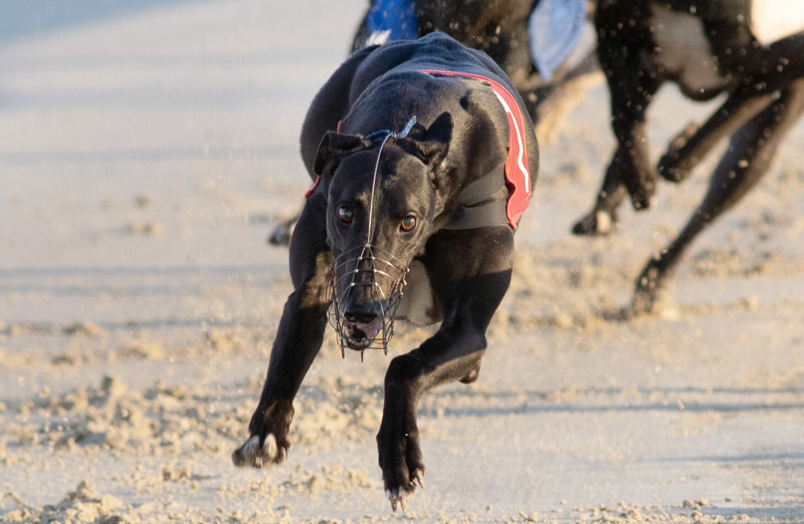 FASTEST OF YEAR - Greyhound Star | News from the Greyhound Industry