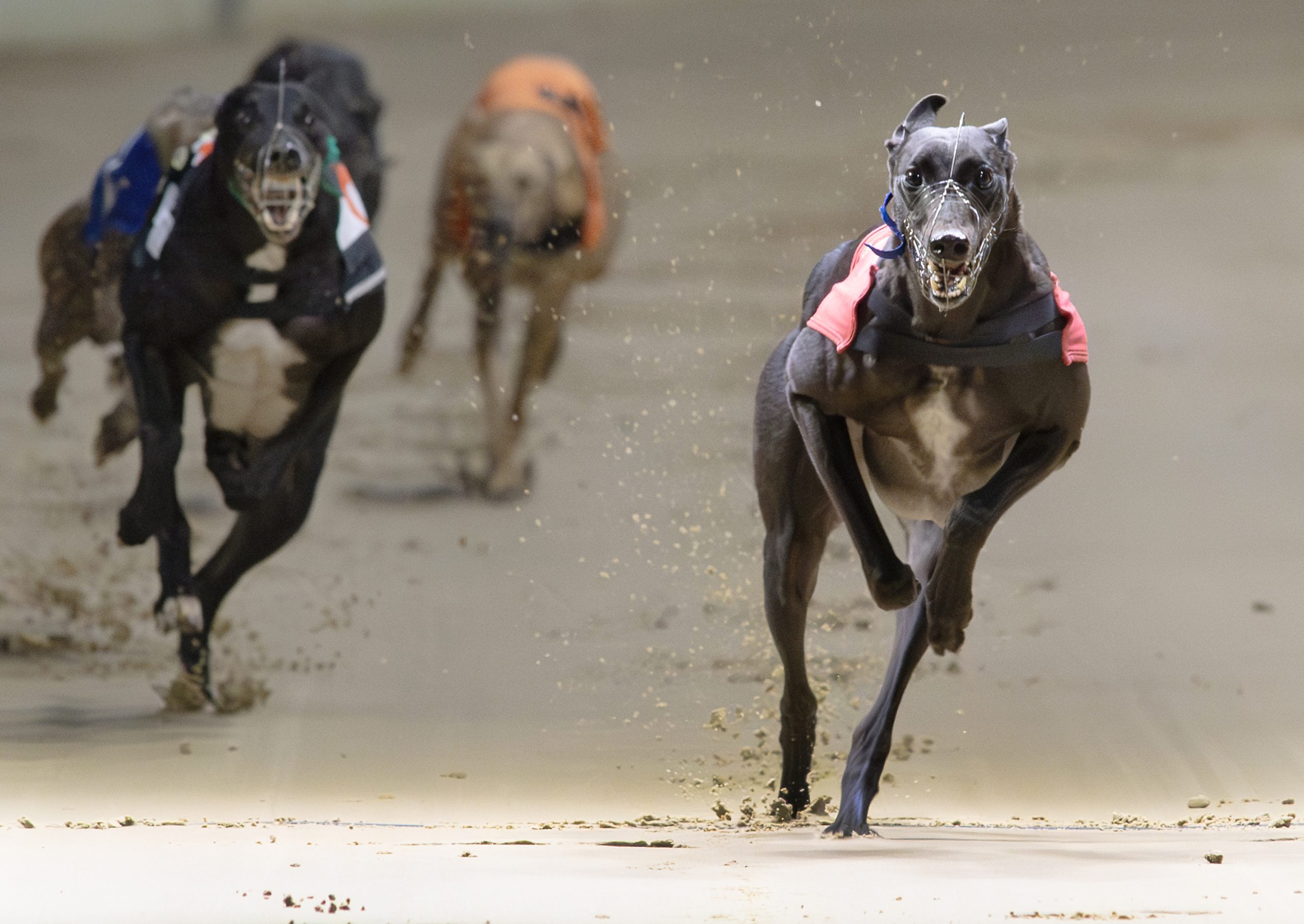 Premier Greyhound Racing Champion Stakes Final - Greyhound Star | News ...