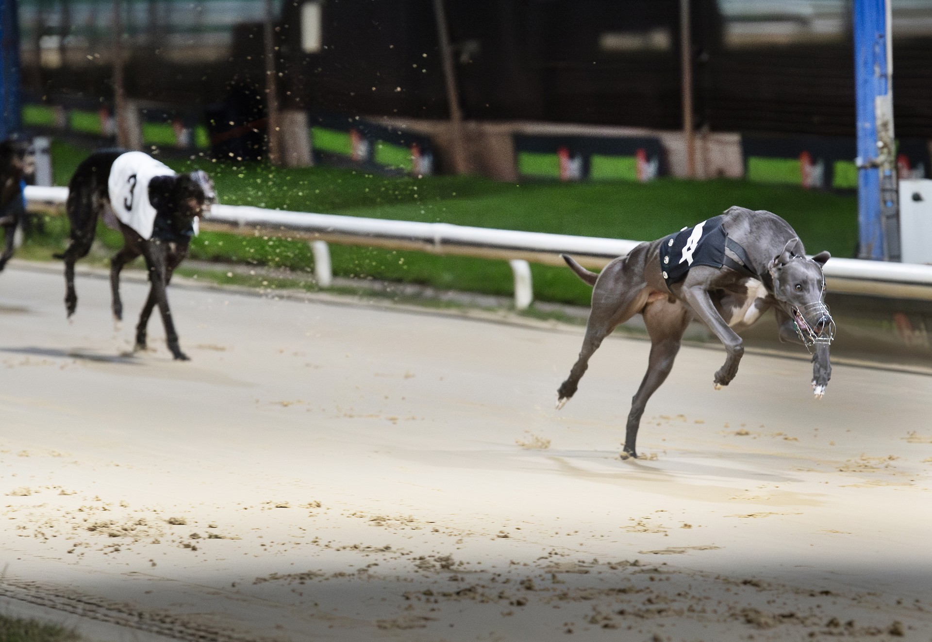 SUNDAY ROUND UP - Greyhound Star | News from the Greyhound Industry